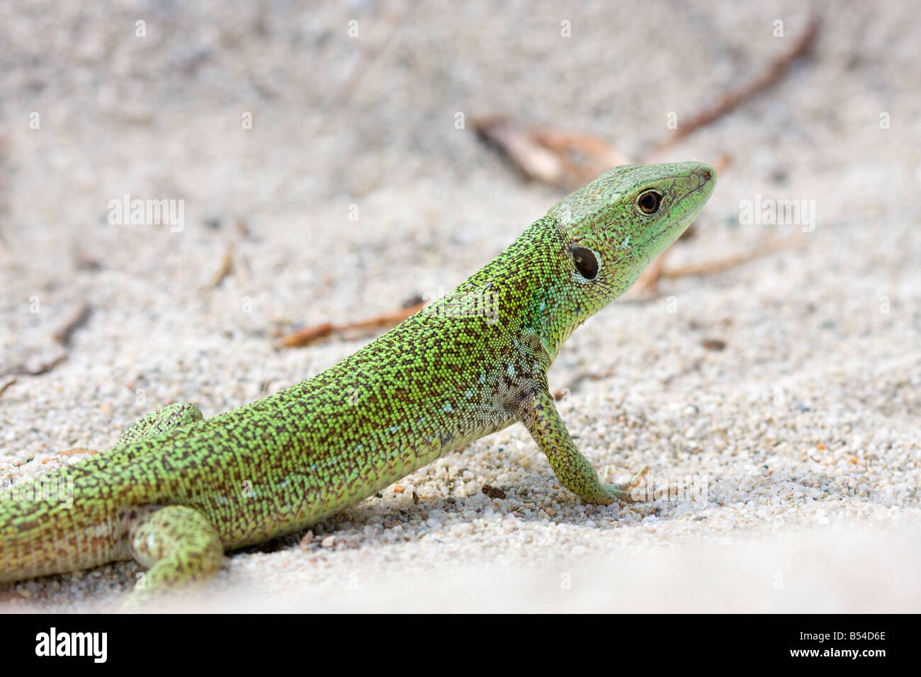 Balkan green lizard hi-res stock photography and images - Alamy