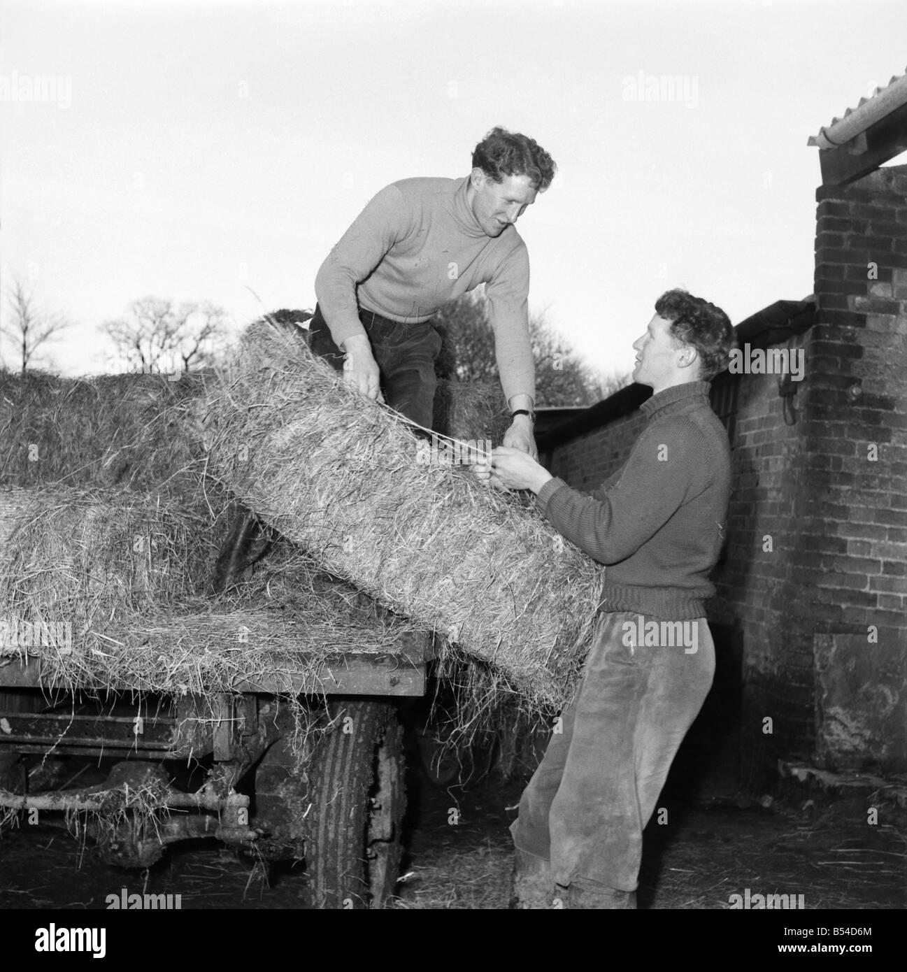 General Farming scenes at Hill Park Farm, Kent. February 1953 D861-001 ...