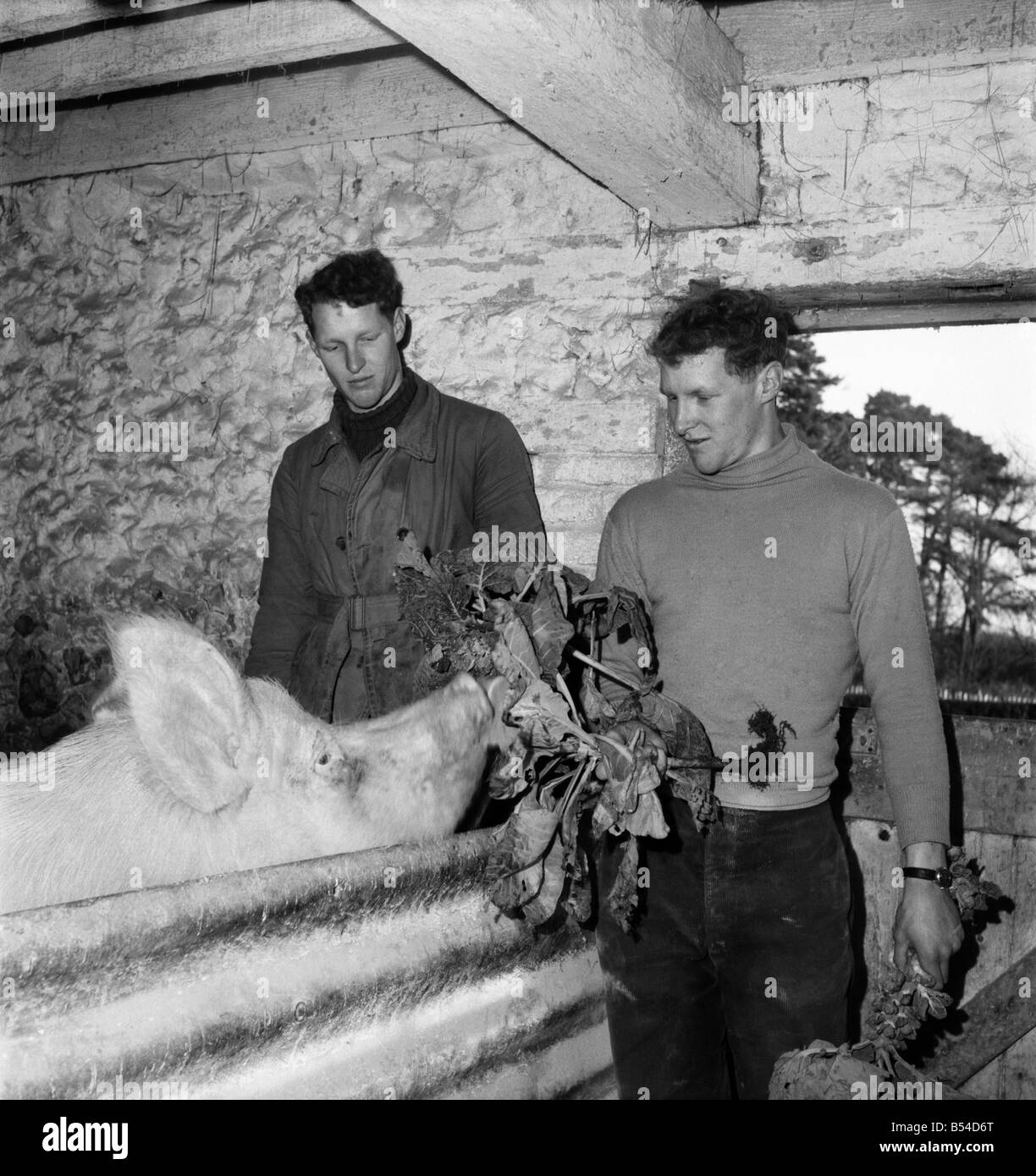 General Farming scenes at Hill Park Farm, Kent. February 1953 D861-002 ...