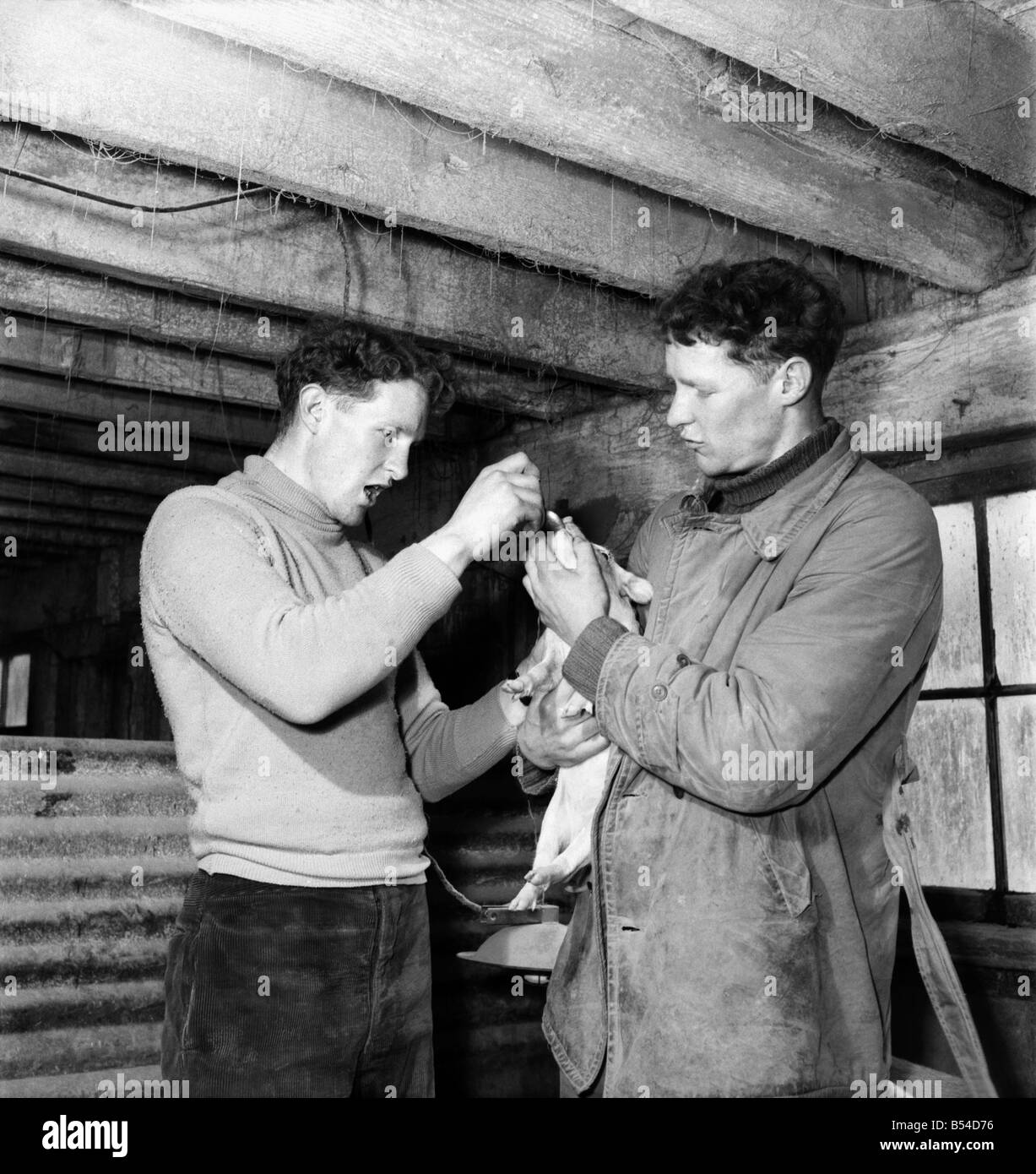 General Farming scenes at Hill Park Farm, Kent. February 1953 D861-005 ...