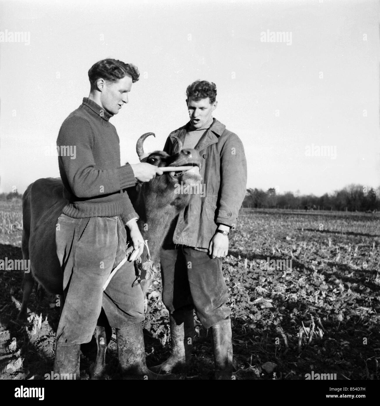 Farming 1950s cow hi-res stock photography and images - Alamy