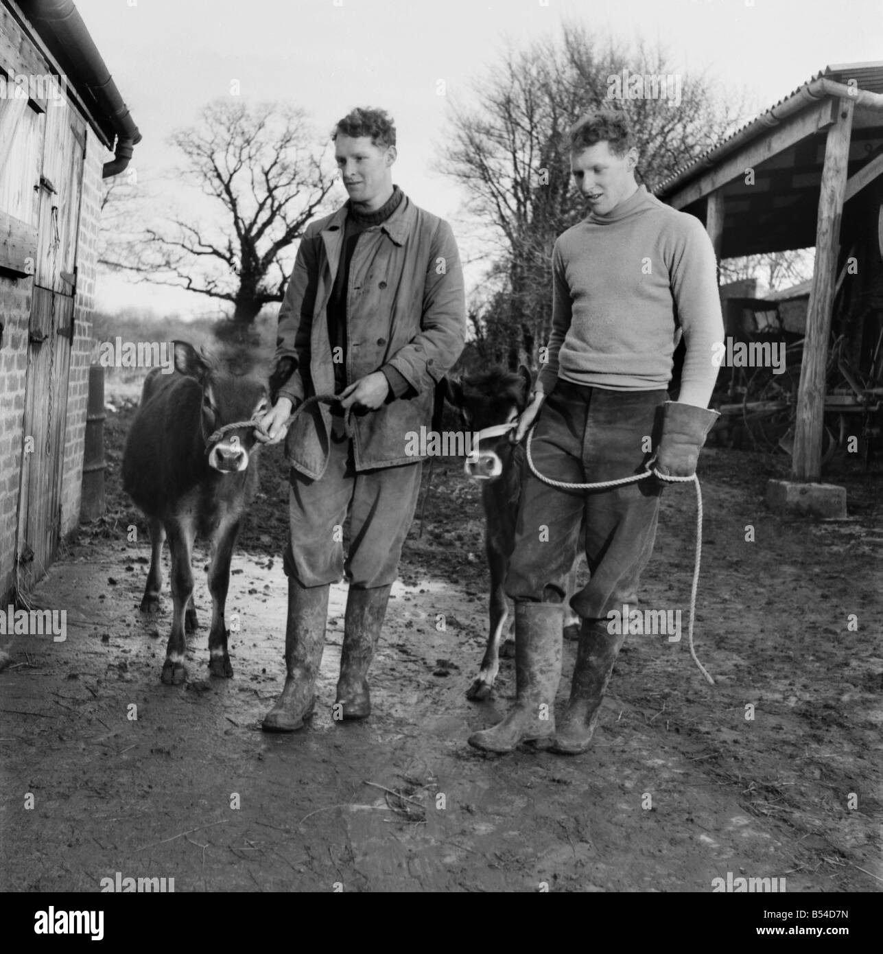 Farming 1950s cow hi-res stock photography and images - Alamy