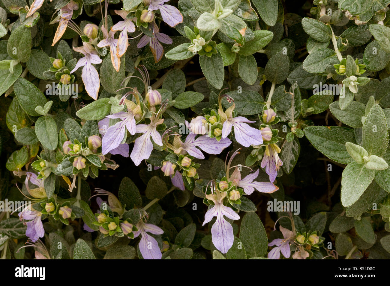 Shrubby Germander Teucrium fruticans in flower Andalucia South west ...