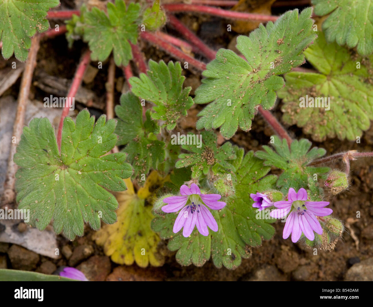 The soft cranesbill geranium molle hi-res stock photography and images ...