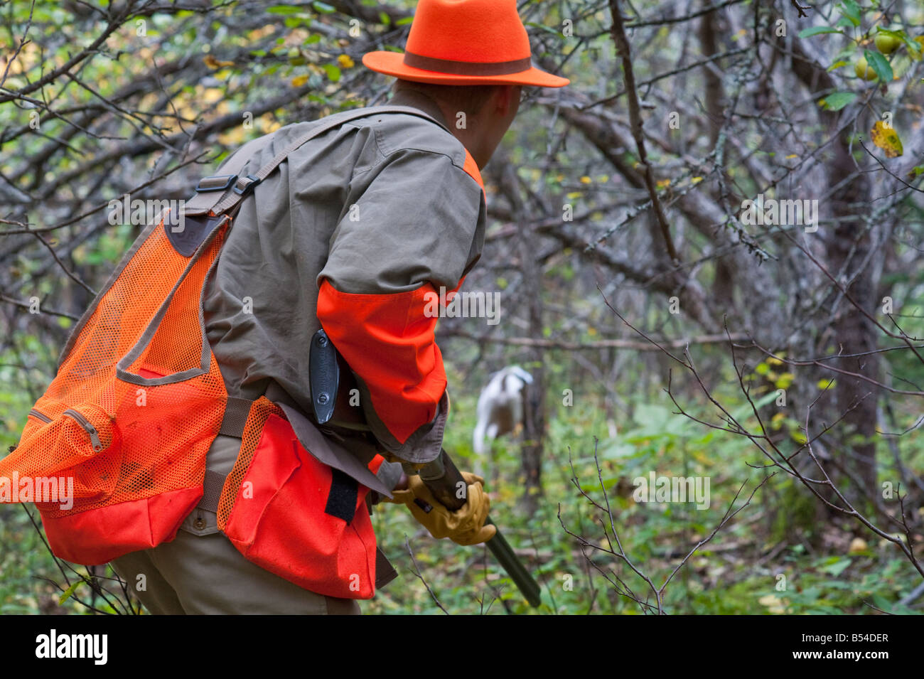 Hunting woodcock and grouse or partridge in fall cover in New Brunswick ...