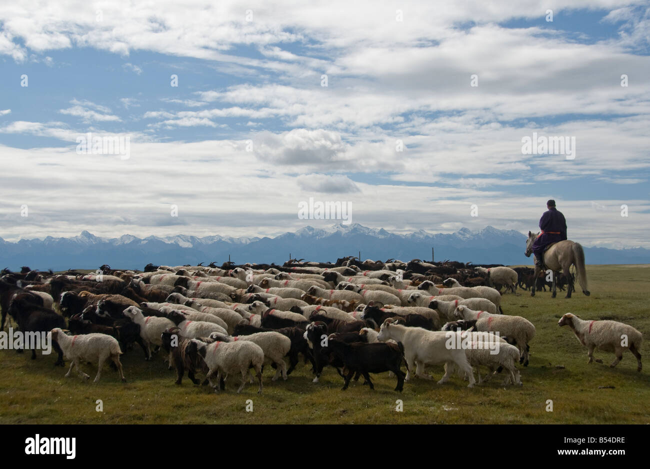 Mongolian sheep herder hi-res stock photography and images - Alamy
