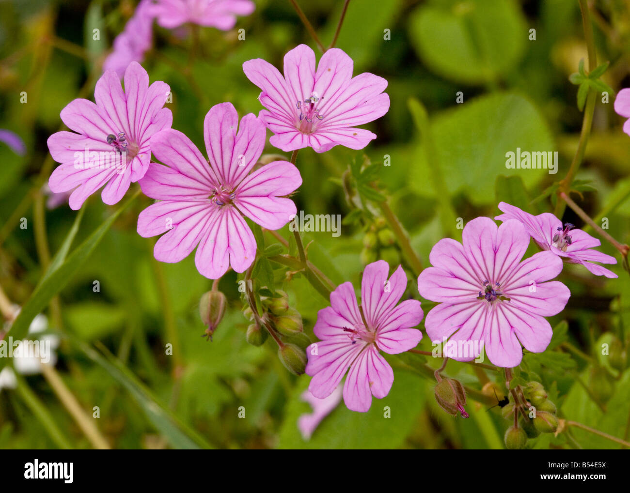 A cranesbill Geranium brutium olive grove Mani south Greece Stock Photo ...