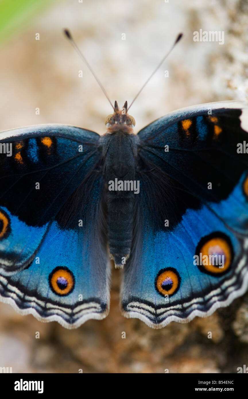 Blue Pansy Butterfly Precis Orithya High Resolution Stock Photography ...