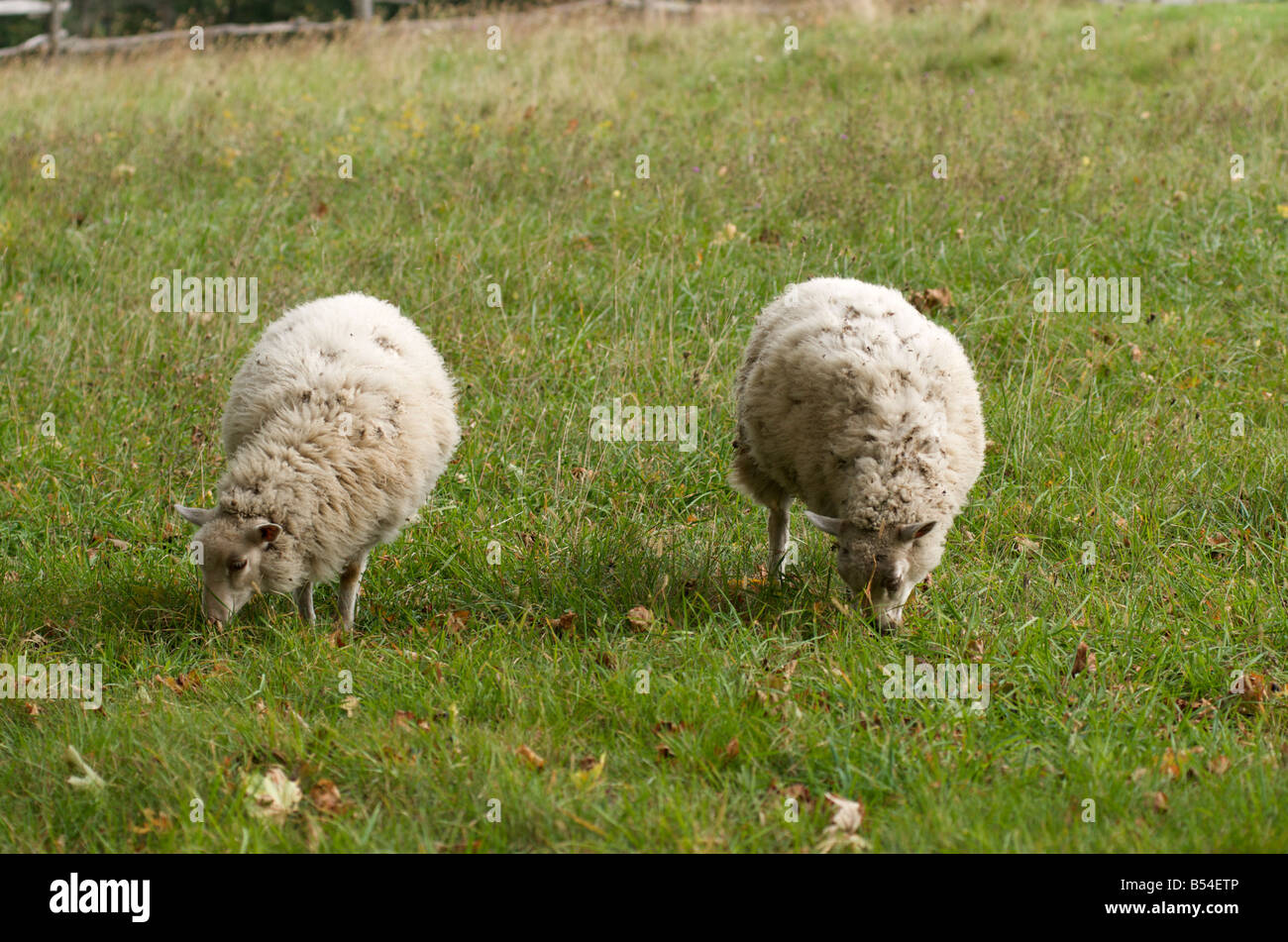Sheeps faces hi-res stock photography and images - Alamy