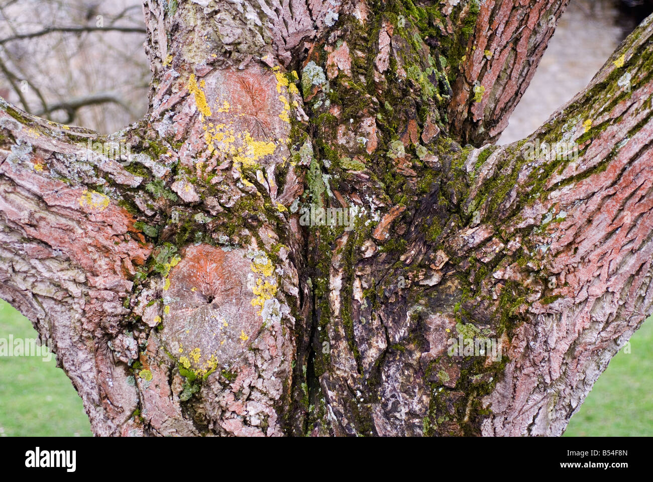detail of a mossy tree trunk Stock Photo - Alamy