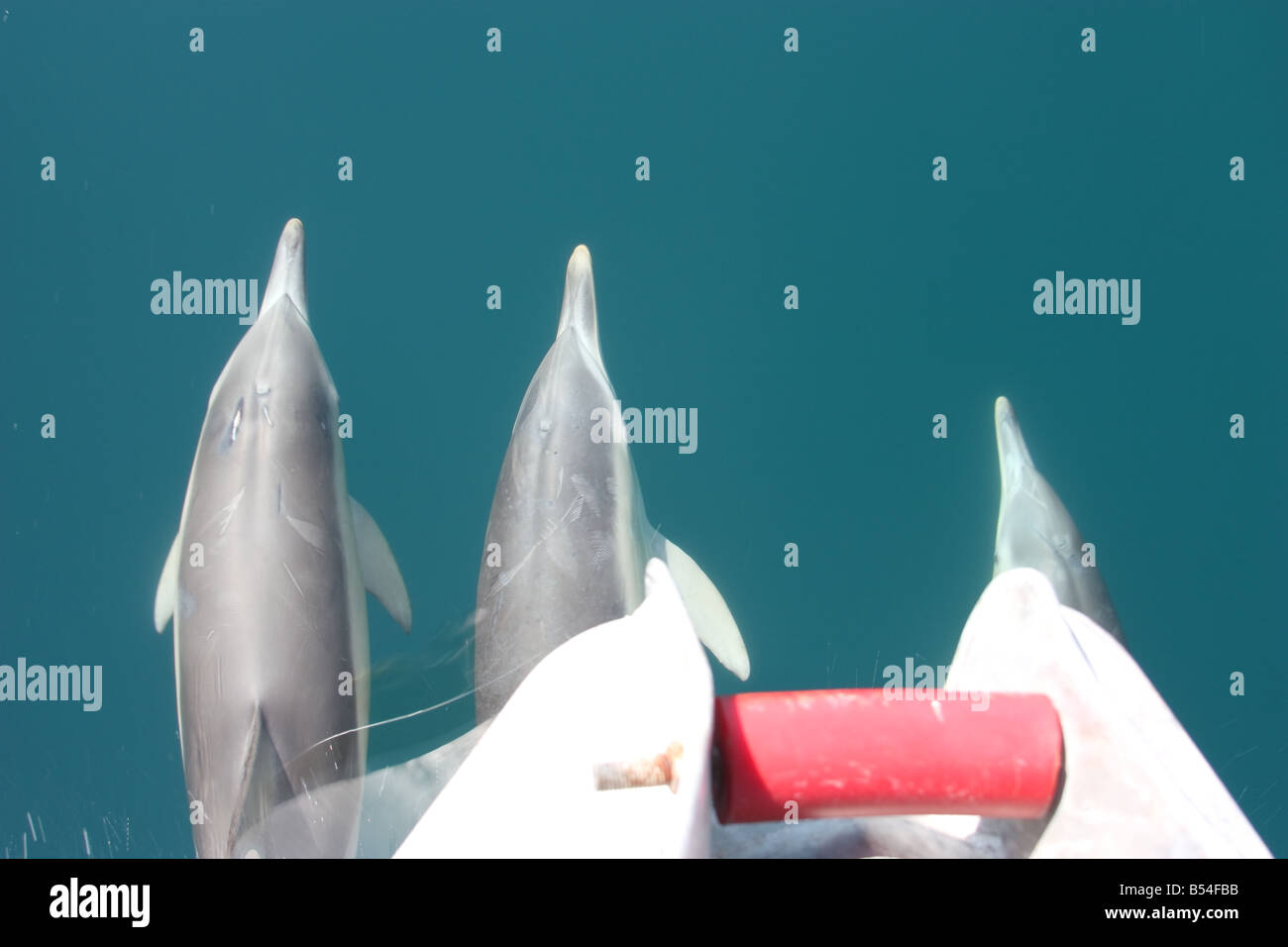 three dolphins racing a feedboat on the spencer gulf with high ...