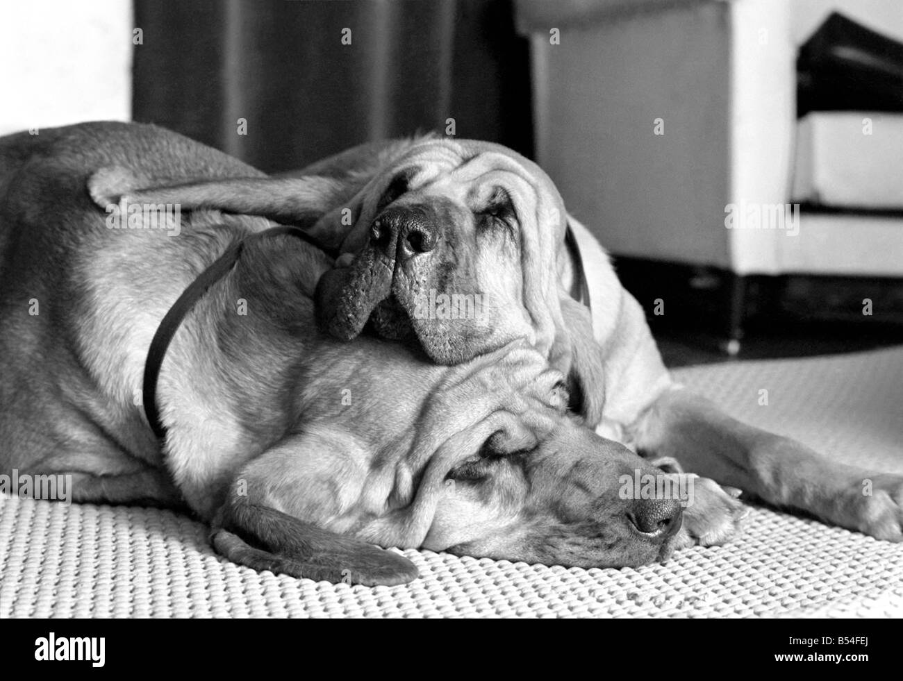Henry and Pedro are the only film star bloodhounds who get a full ...