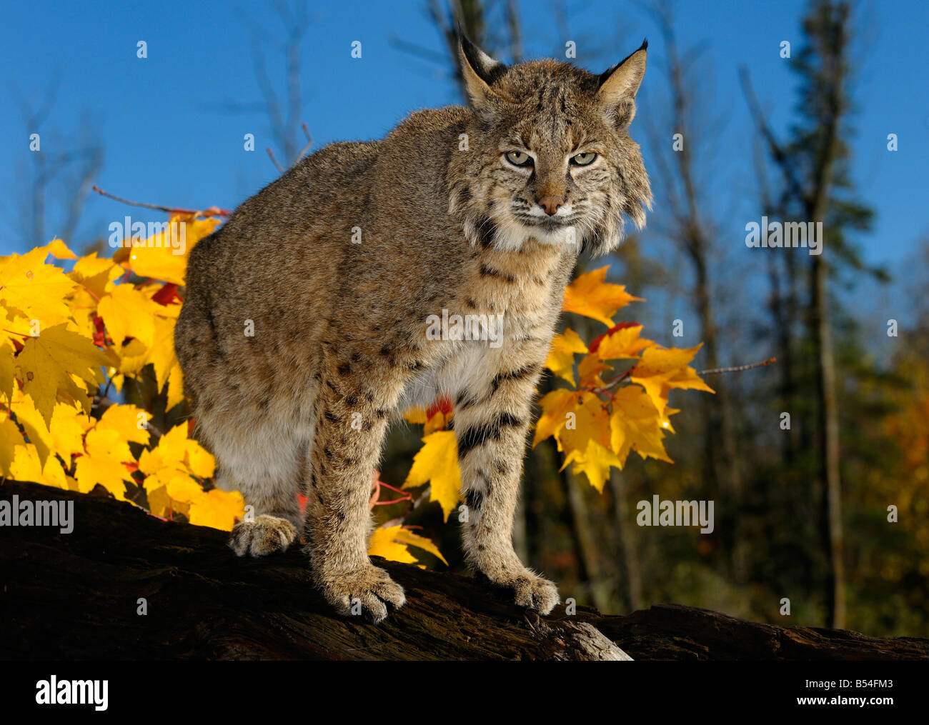 Bobcat on a fallen tree trunk with yellow maple leaves and blue sky ...
