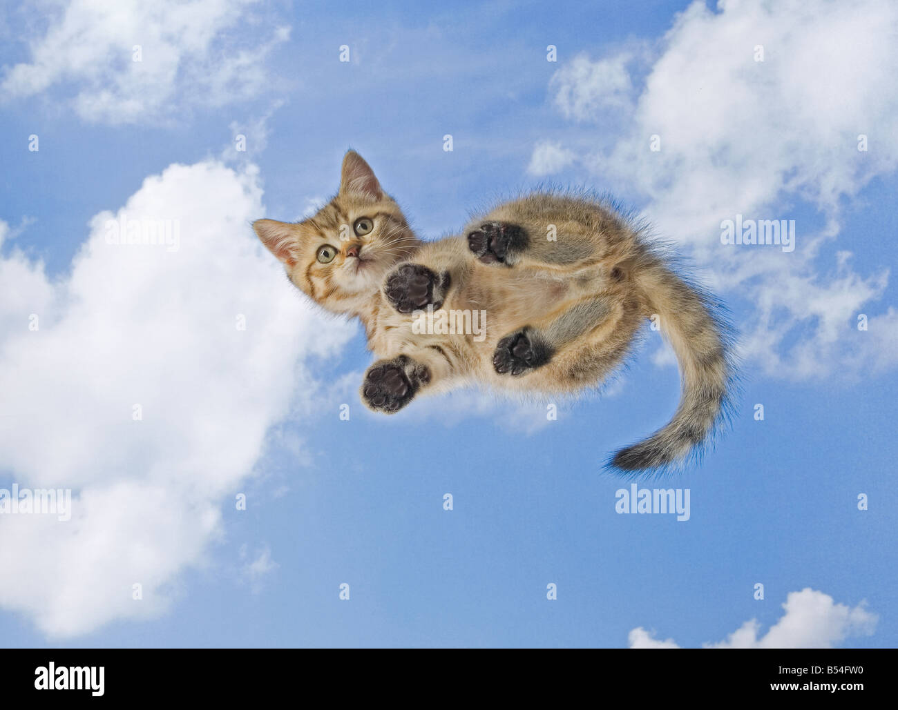 British Shorthair kitten - bottom view Stock Photo - Alamy