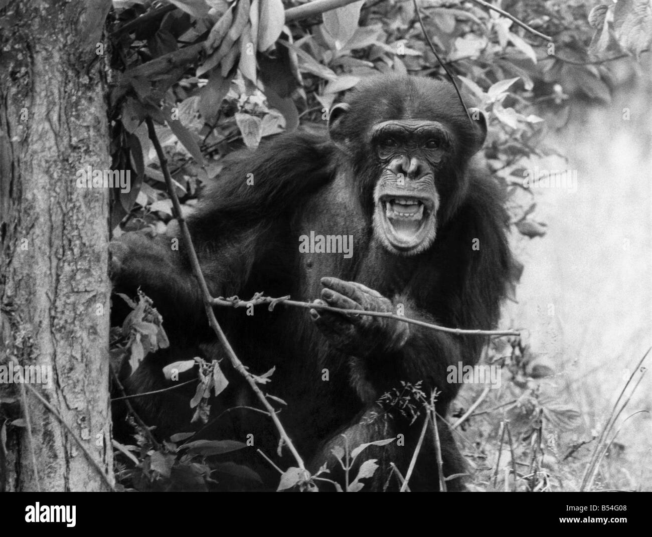 Animals. Monkeys. Edward the Chimp June 1967 P013358 Stock Photo - Alamy