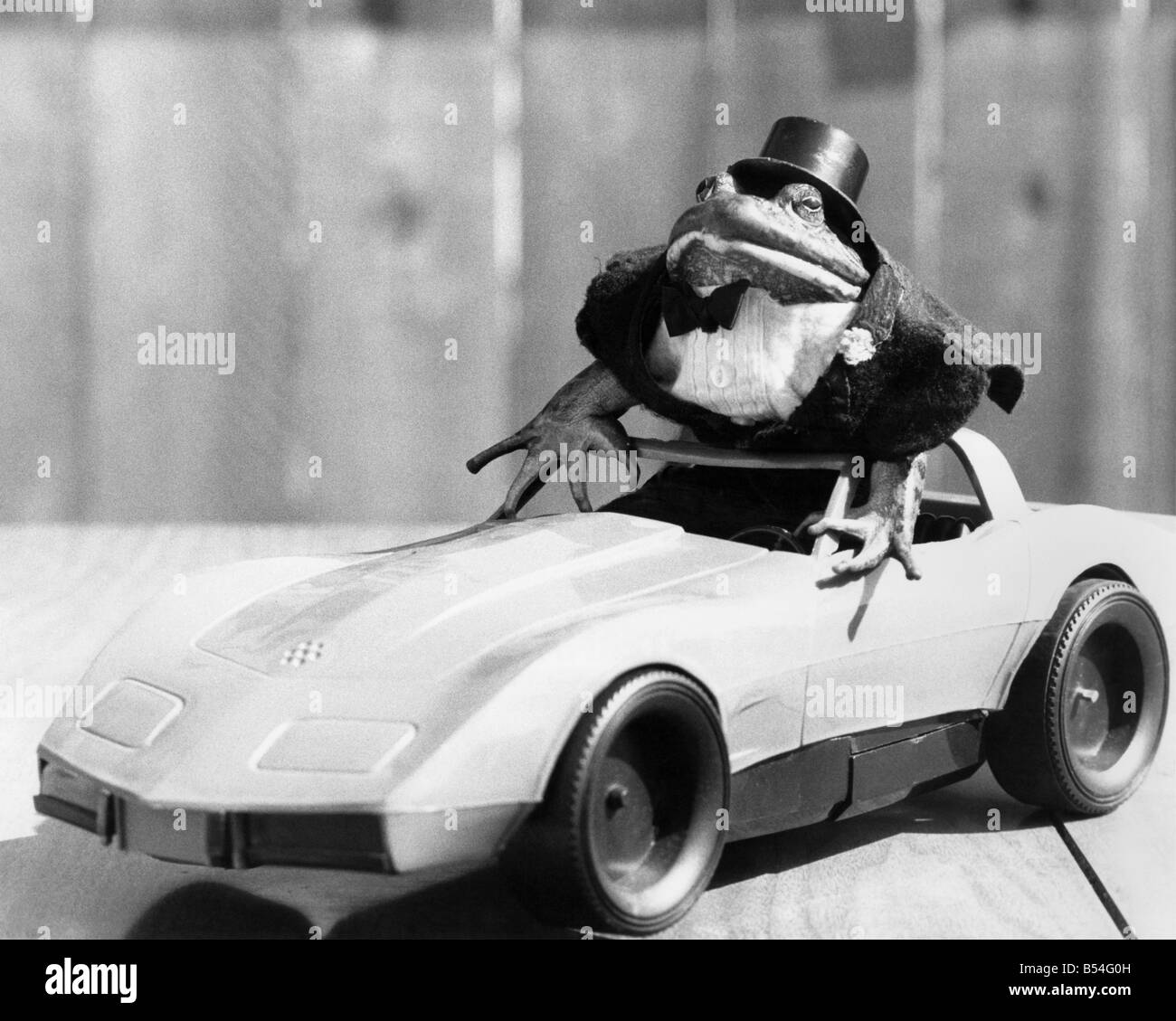 Gladys the drag queen frog driving a sports car. July 1983 Stock Photo ...