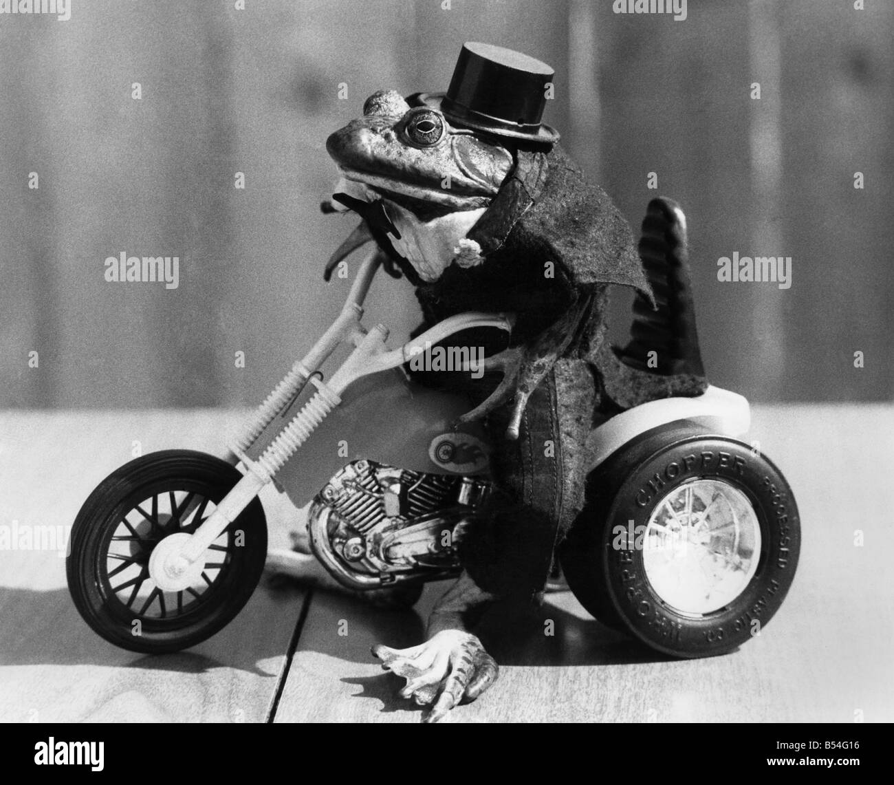 Motorbike frog hi-res stock photography and images - Alamy