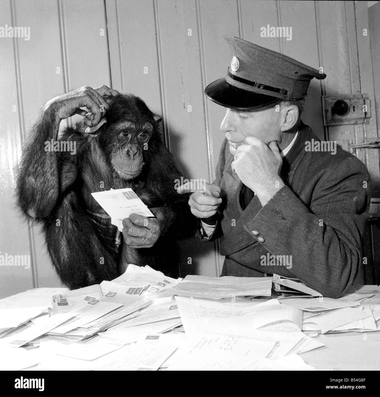 Chimp Fifi helps keeper Smith to read through all the letters from ...