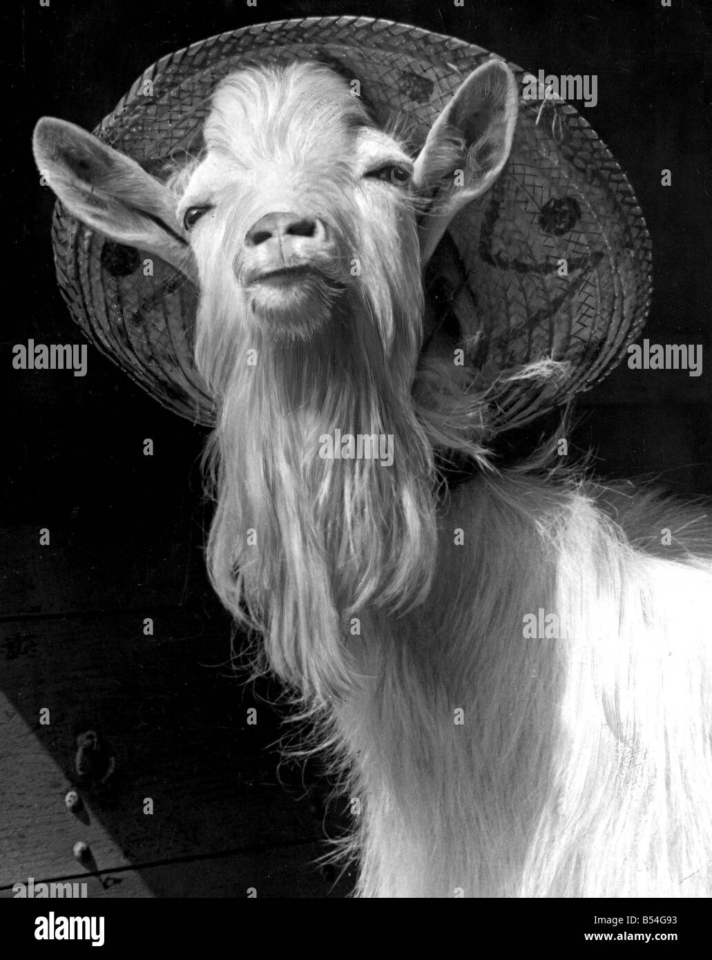 Puck goat hi-res stock photography and images - Alamy