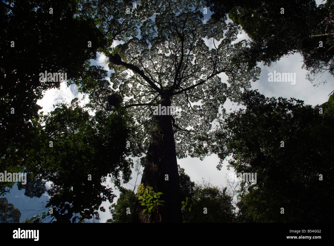 Tree form below Stock Photo - Alamy