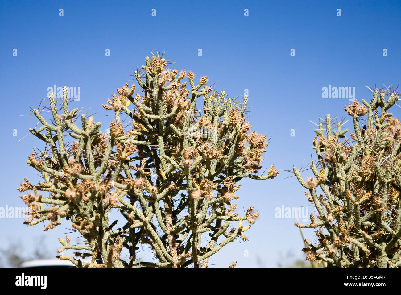 Cactus, Joshua Tree National Park in California, USA Stock Photo - Alamy