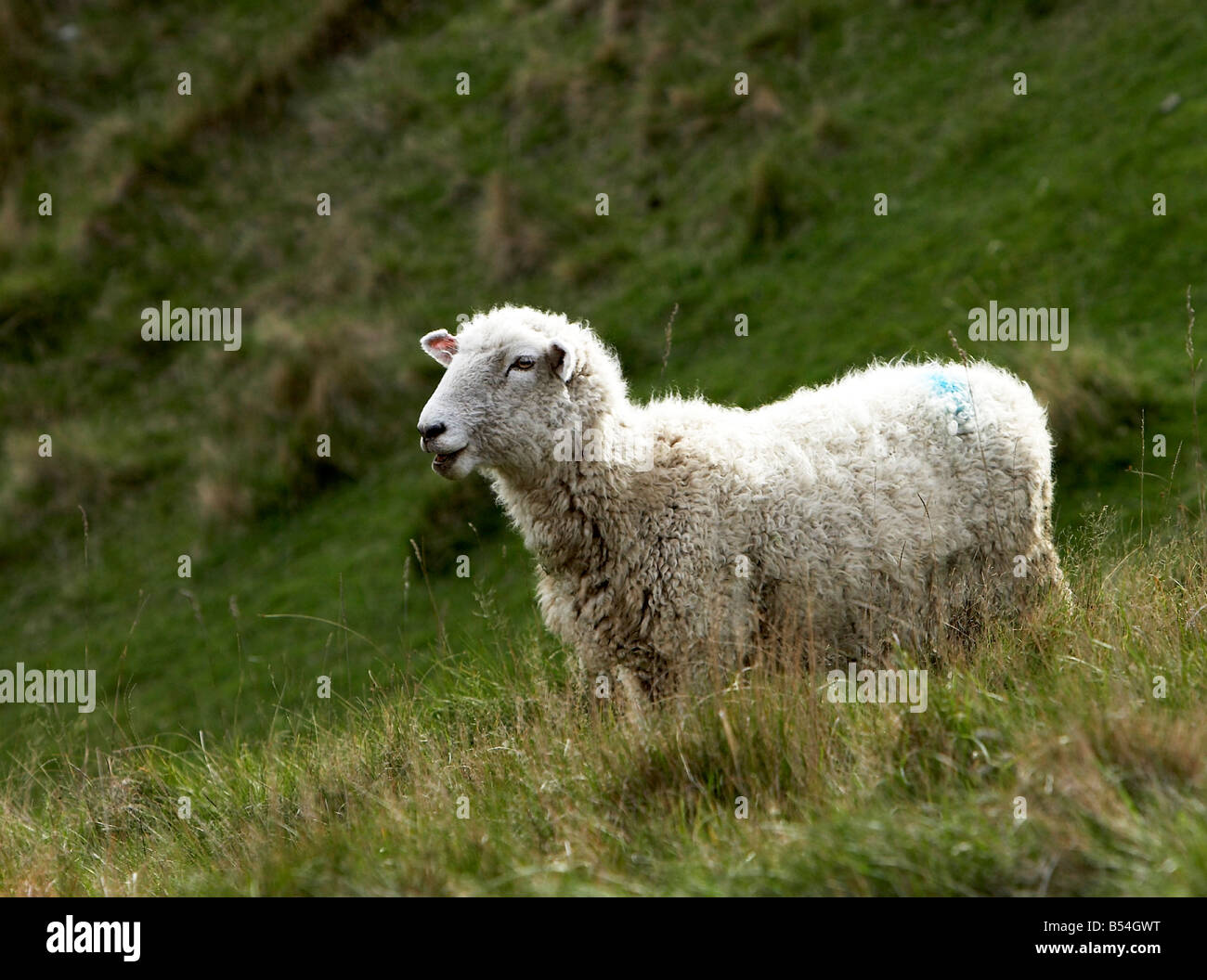 Lone sheep on hillside Stock Photo - Alamy