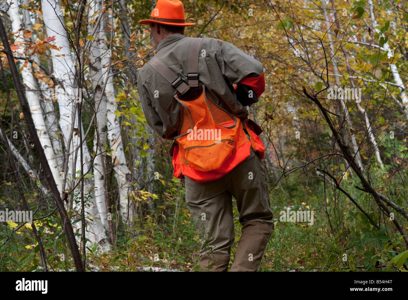 Hunting woodcock and grouse or partridge in fall cover in New Brunswick ...
