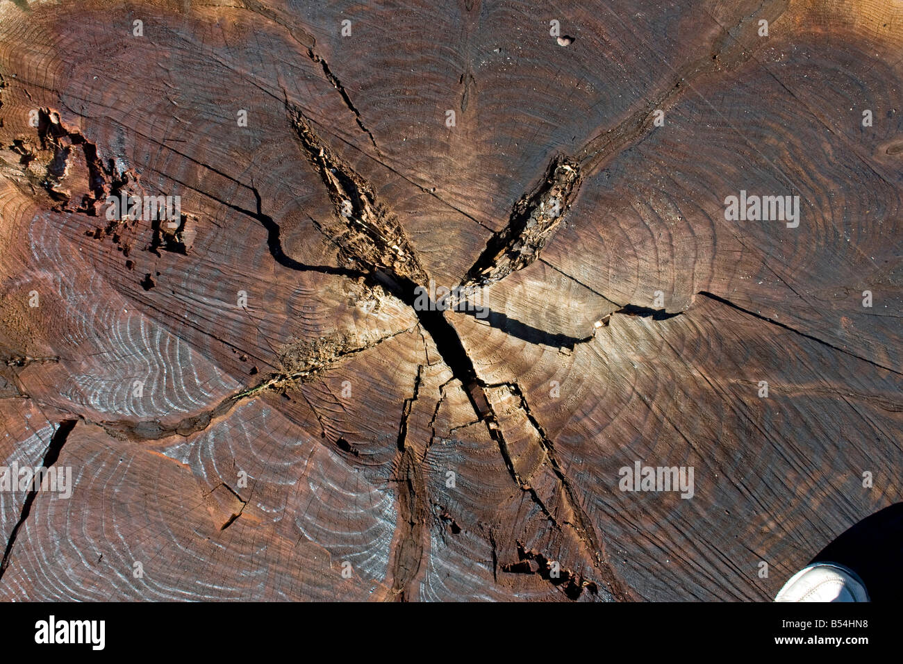 Cedar pine tree stump Stock Photo - Alamy