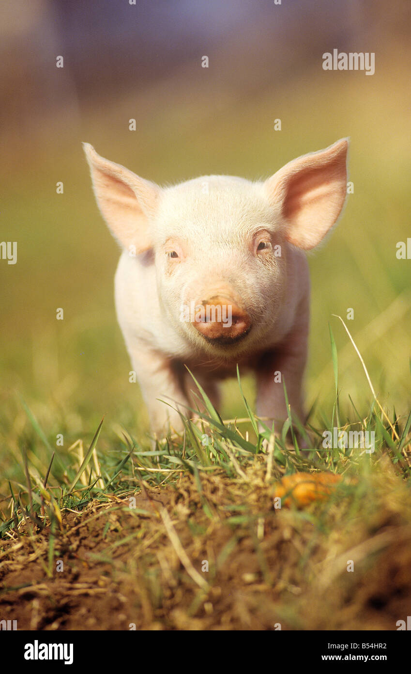 piglet - portrait Stock Photo - Alamy