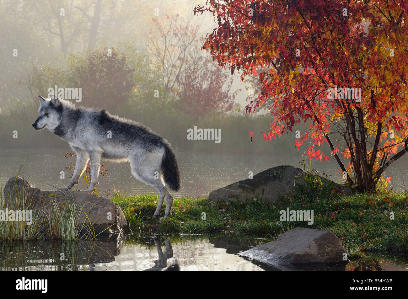 Wolf Reflection Water High Resolution Stock Photography and Images - Alamy