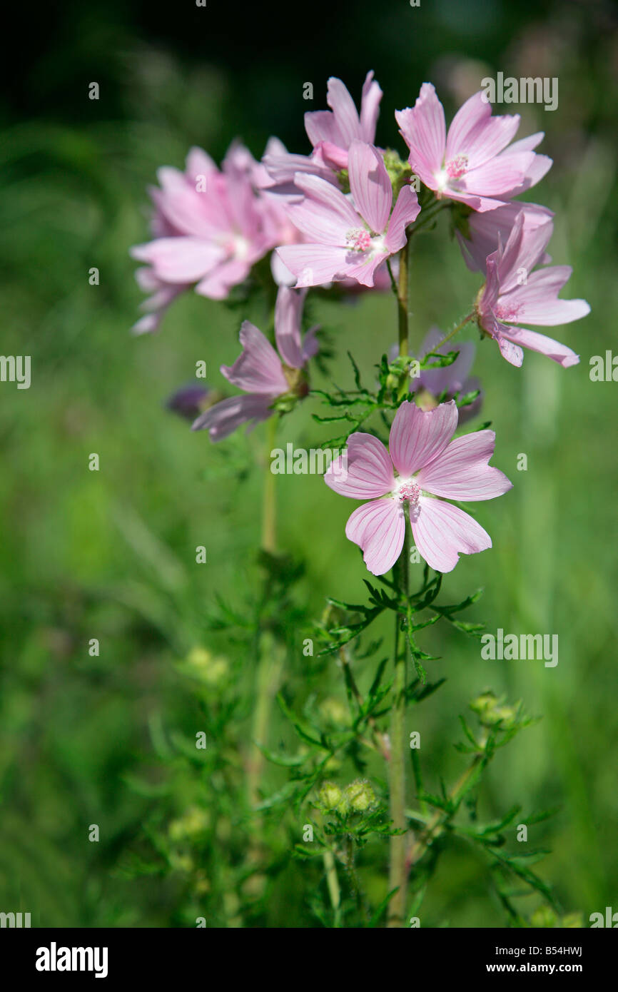 Musk Mallow Malva moschata growing in open woodland Stock Photo - Alamy