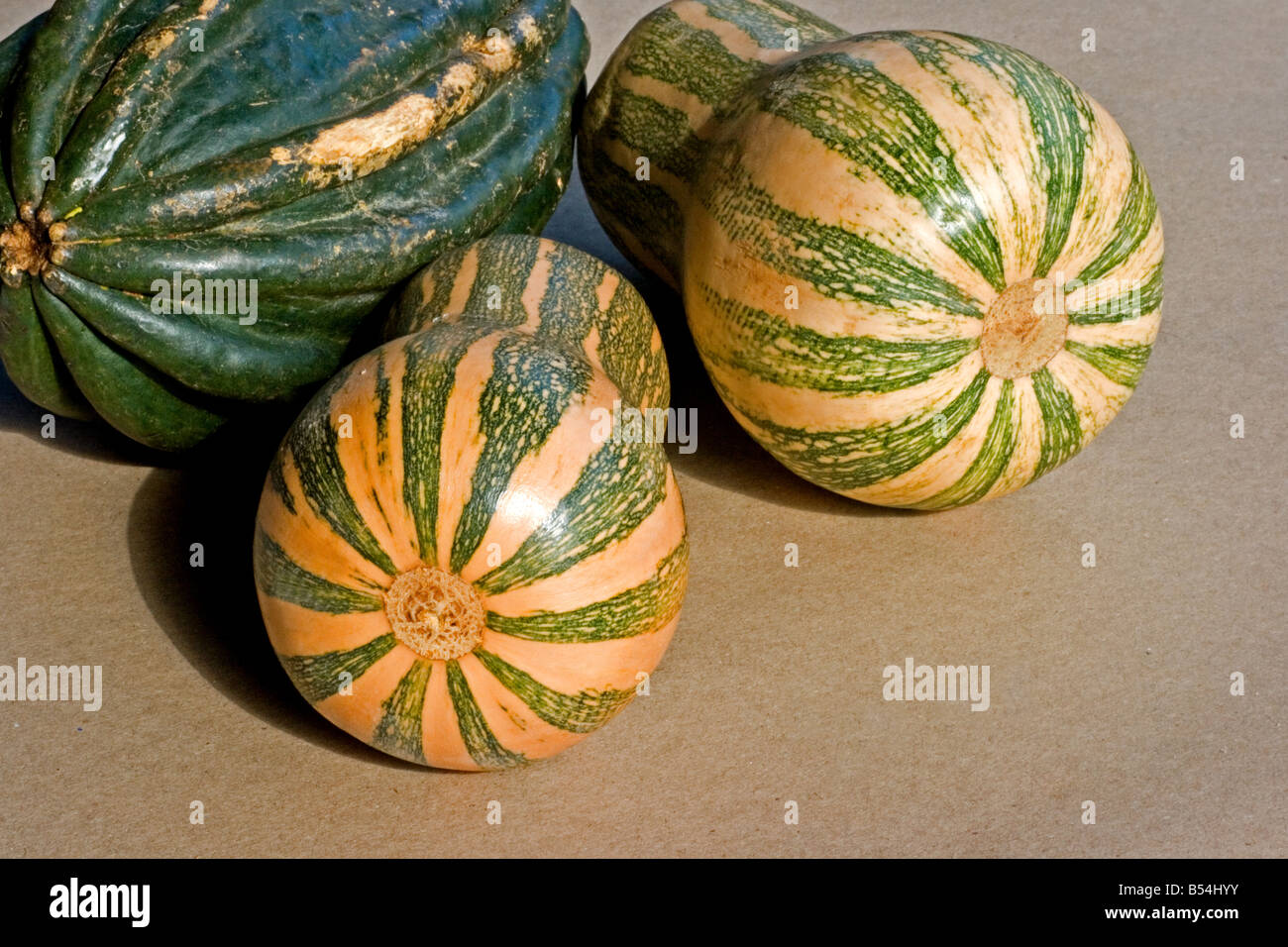 Close-up of gourd on neutral background Stock Photo - Alamy