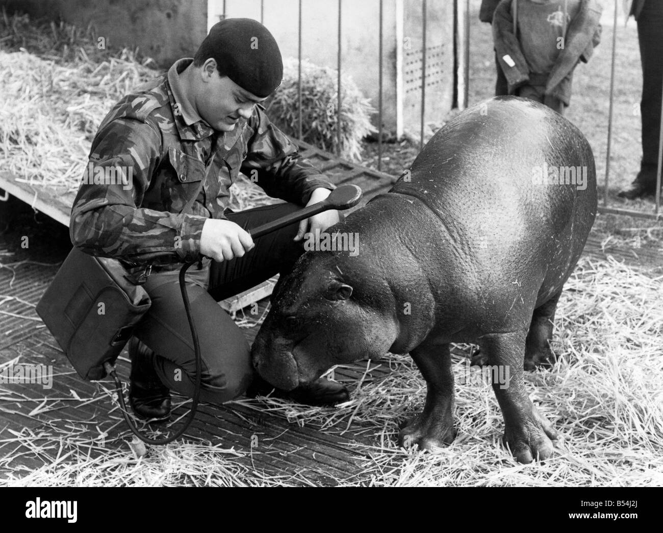 Hippopotamus major hi-res stock photography and images - Alamy