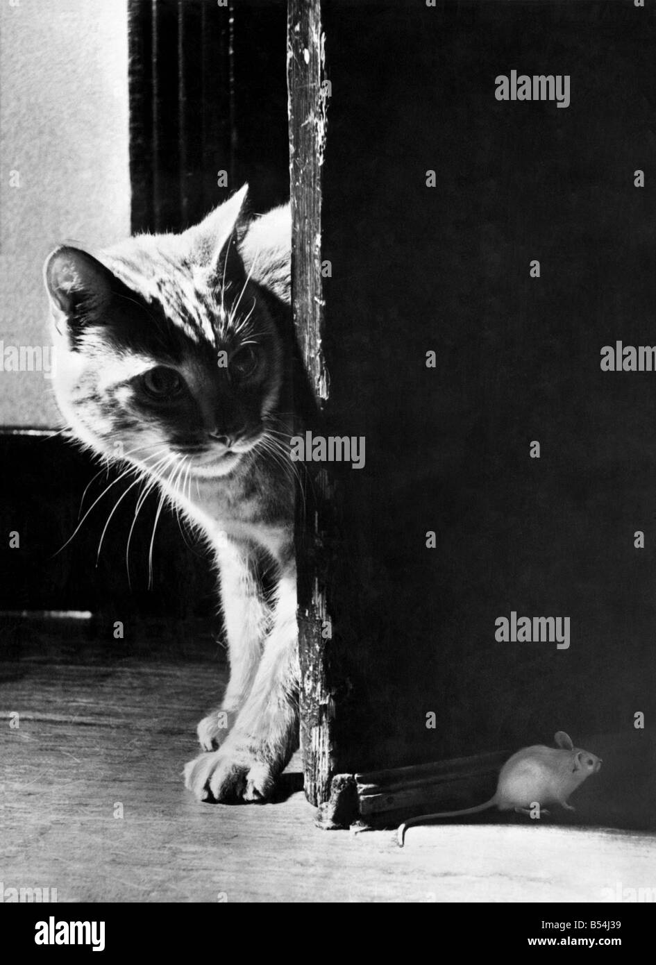 Creeping animals Black and White Stock Photos & Images - Alamy