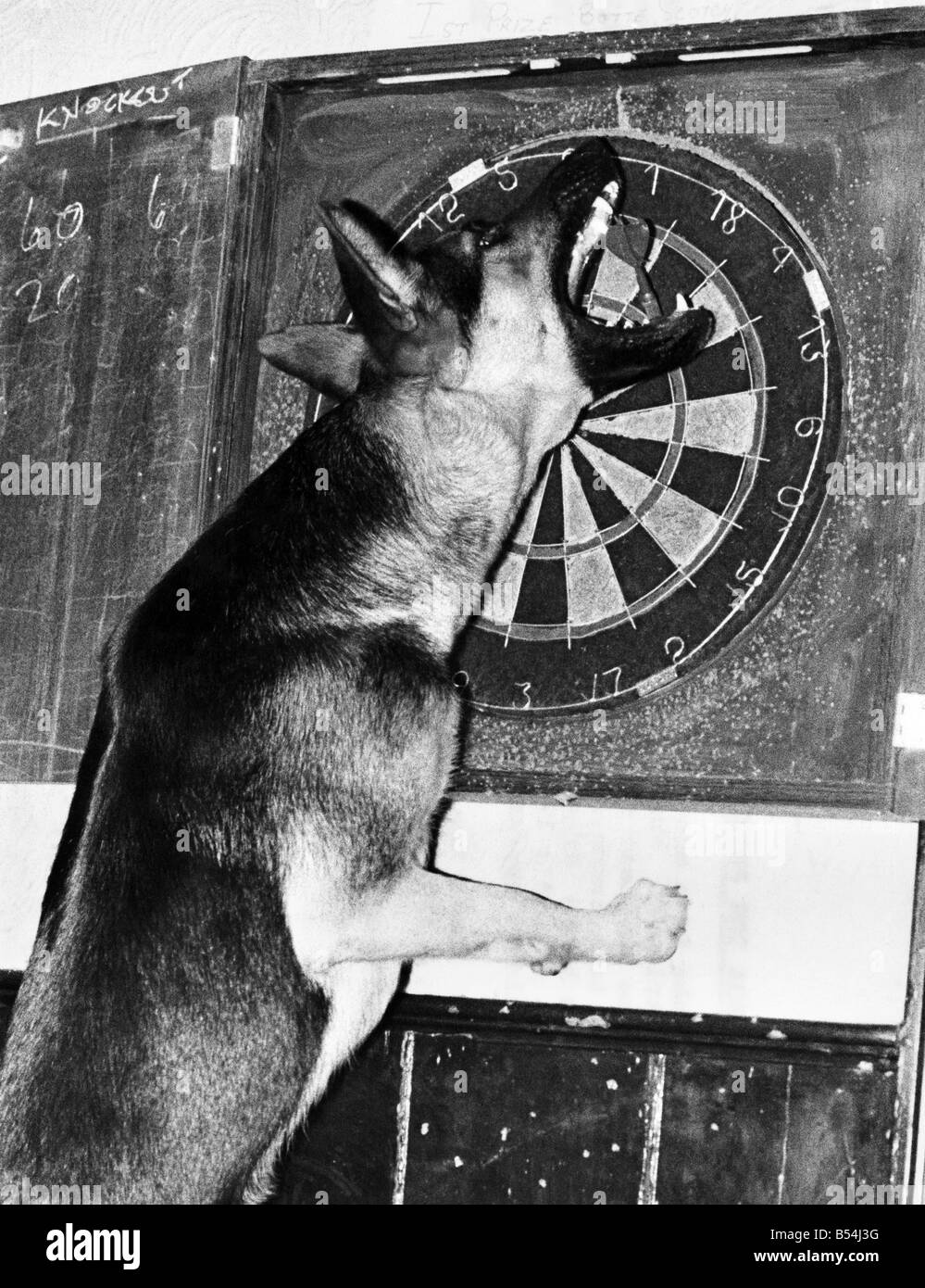 Do animals think Black and White Stock Photos & Images - Alamy