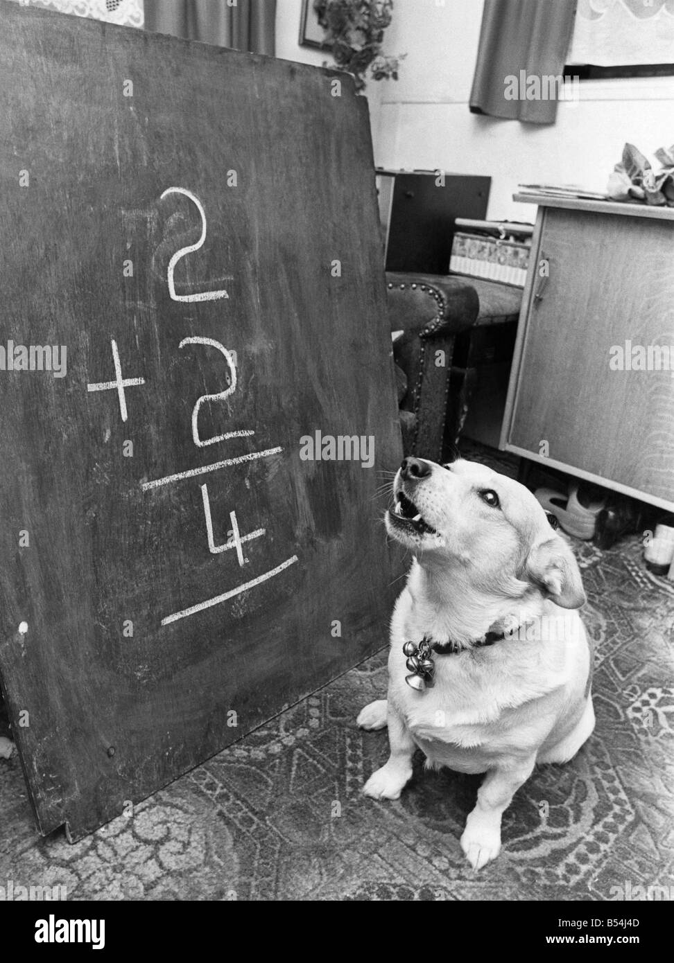 Patch the dog does a simple sum as she reads the numbers on a ...