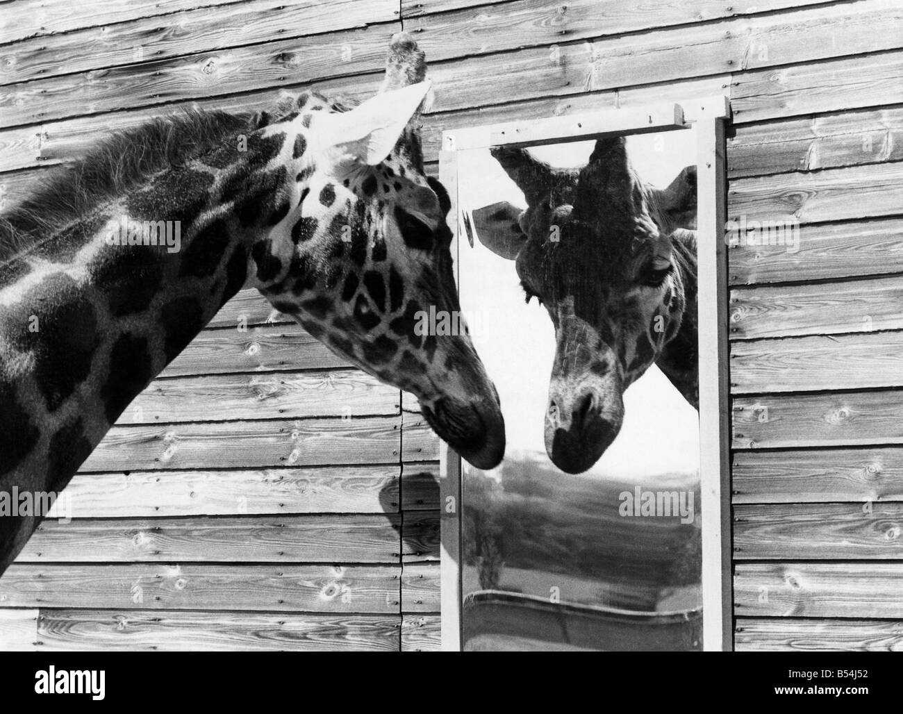 Maxi the giraffe looking at his reflection in the mirror May 1980 ...
