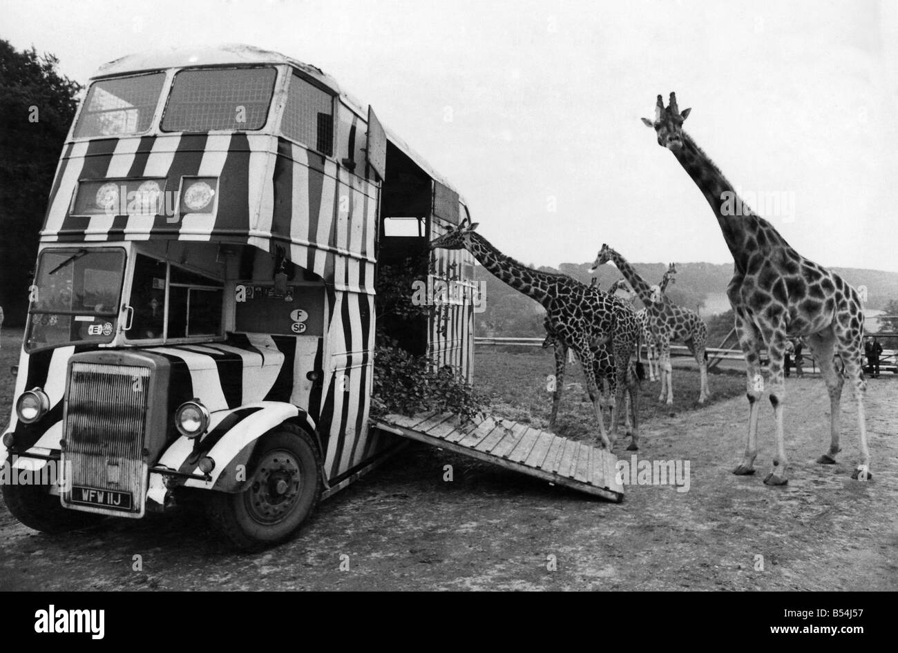 The Longleat giraffes gather round to inspect the bus before Mary was ...
