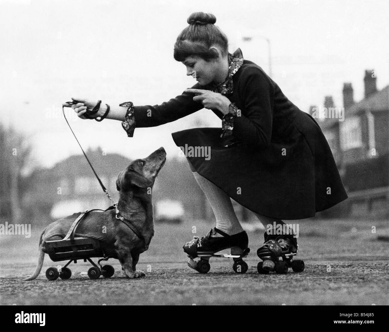 Fritz the dachshund is one dog who never gets tired going walkies- for ...