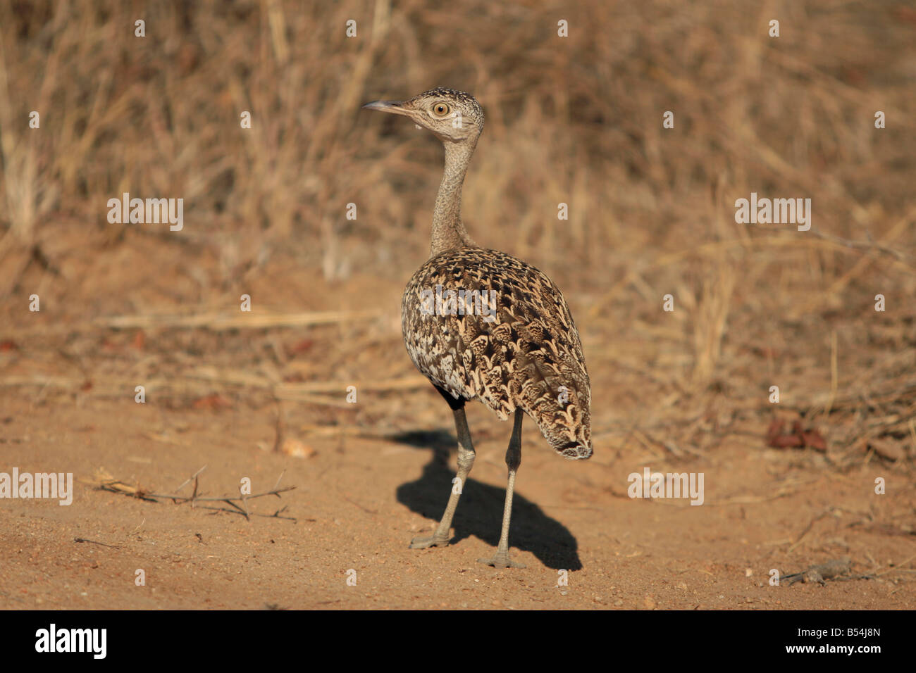 Red Crested Bustard (Eupodotis ruficrista) in Kruger National Park ...