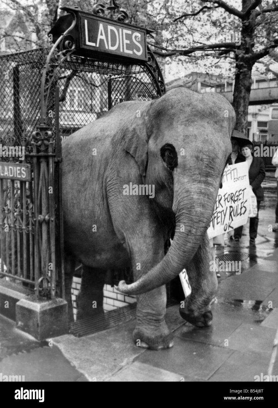 Vicki the elephant at the loo for your convenience. May 1981 P011800 ...