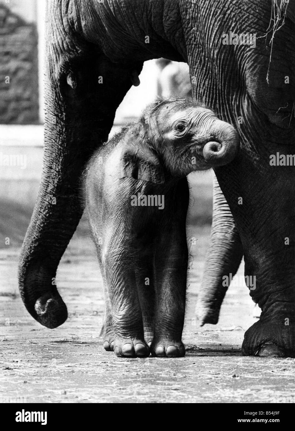Nothing like a good nuzzle.Baby elephant getting food from his mother ...