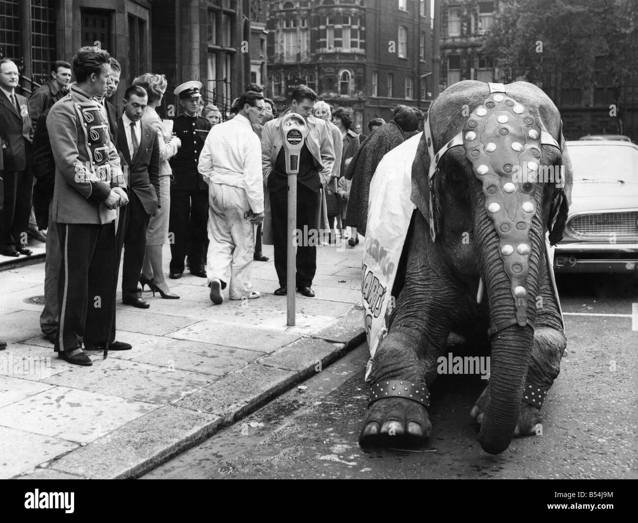 The elephant beside the parking meter. October 1960 P011808 Stock Photo ...