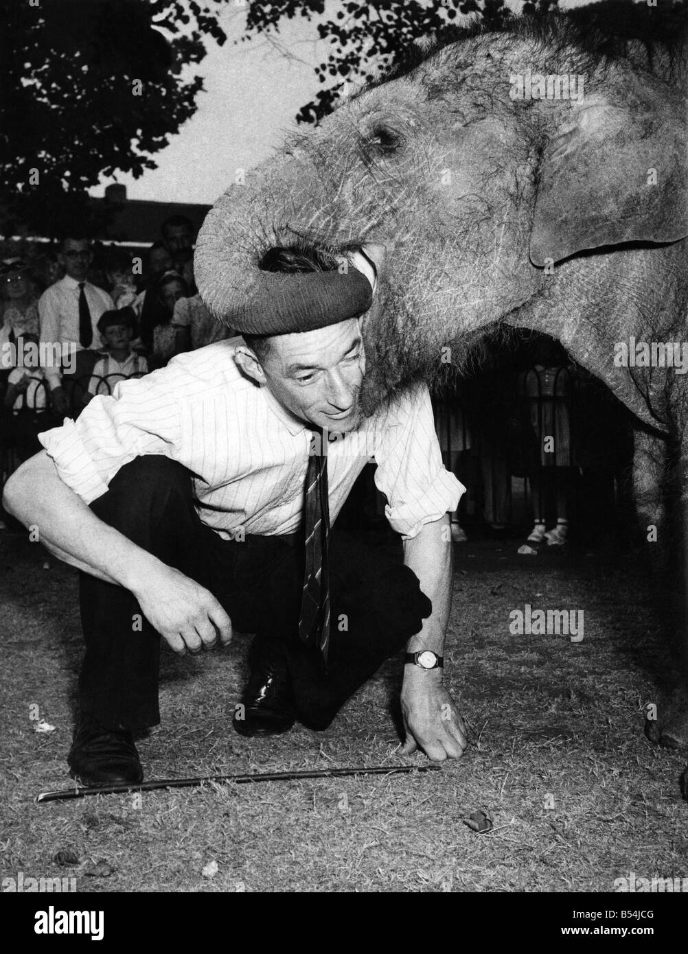 Affectionate Dumbo the elephant at the London Zoo eats half a hundred ...