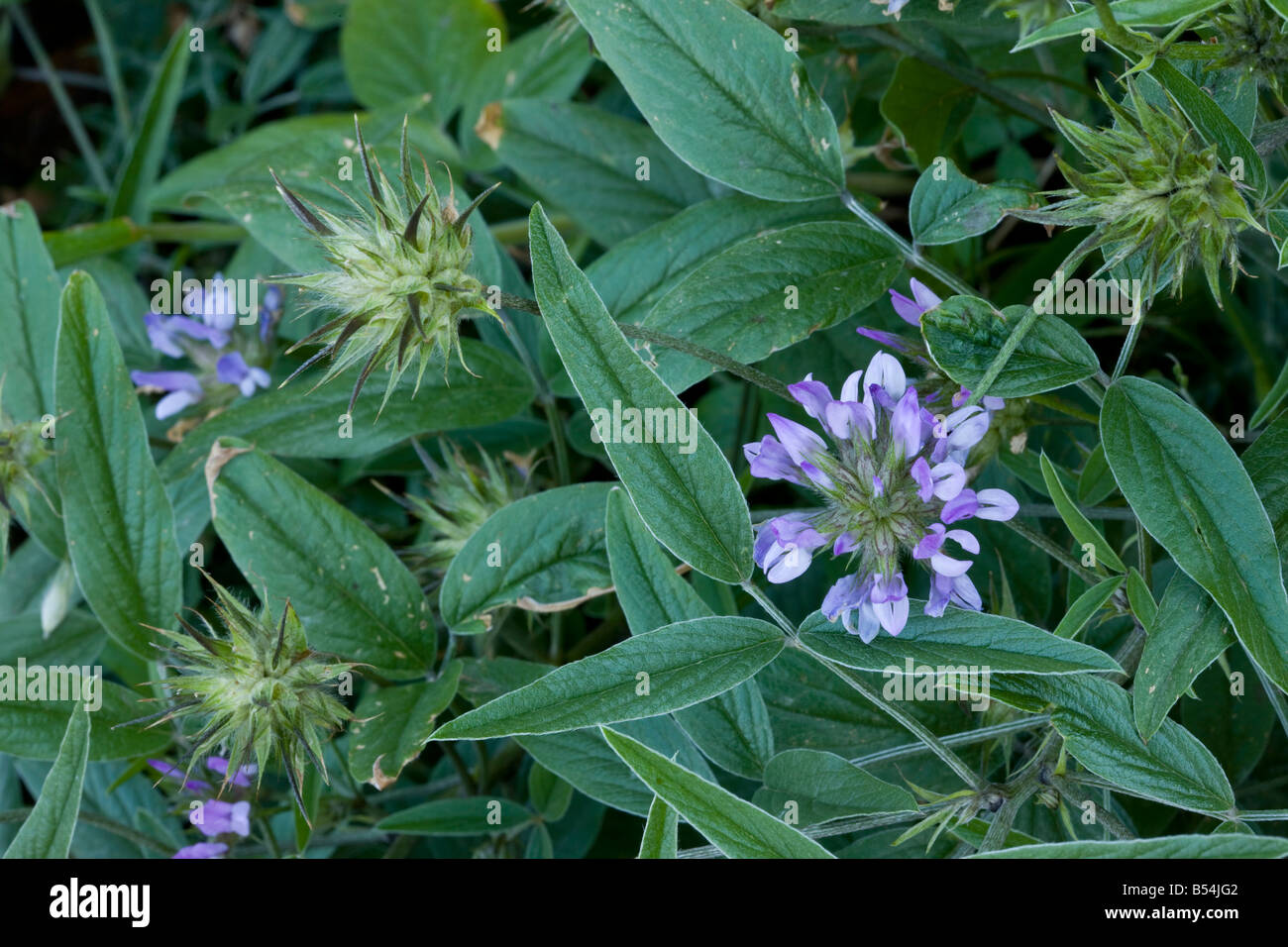 Pitch Trefoil or Tar Clover Bituminaria bituminosa Psoralea bituminosa ...