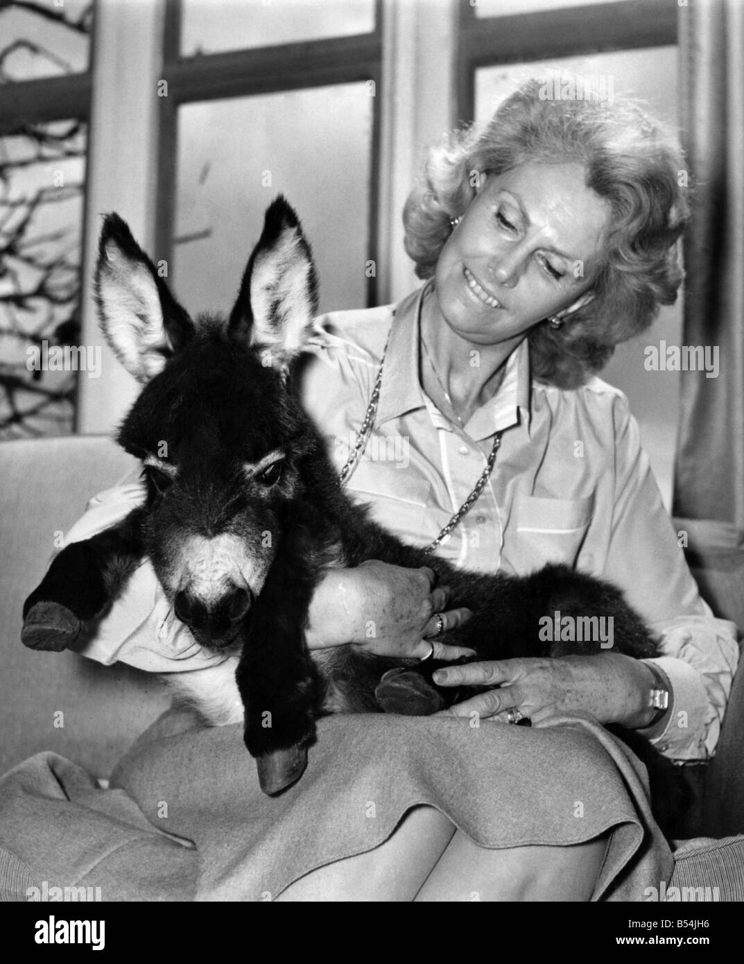 This donkey needs a name, says Lady Fisher. March 1982 P011863 Stock ...