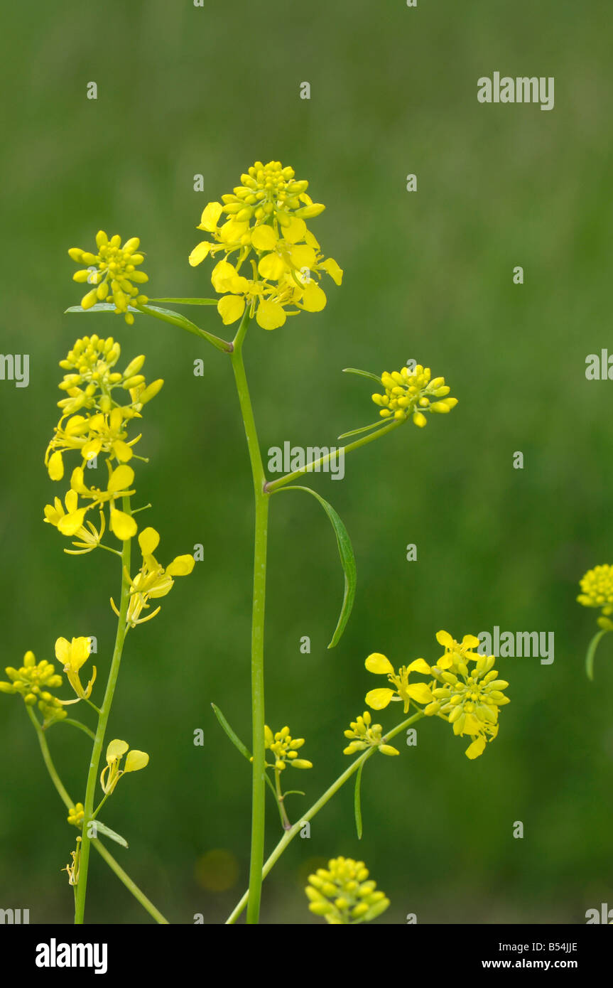 Winter Turnip Rape (Brassica rapa ssp. oleifera), flowering Stock Photo ...