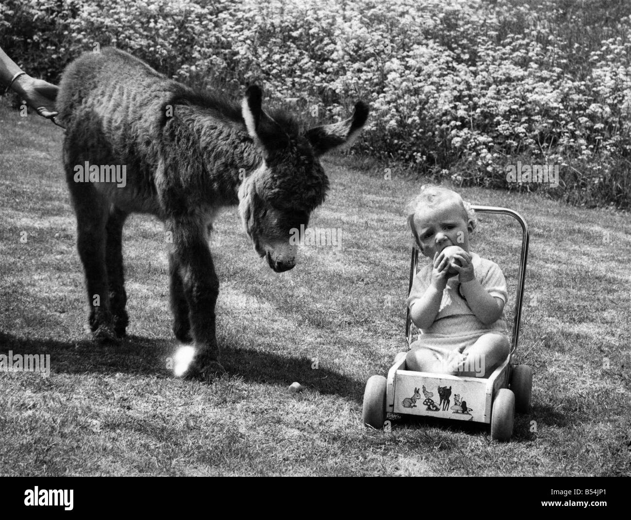 A birthday donkey for Daniel the TV baby. He doesn't seem a very ...