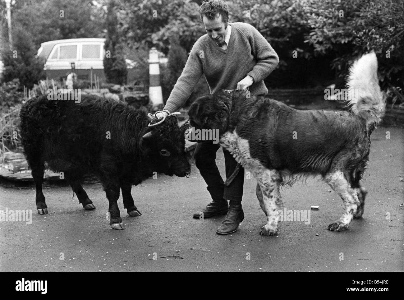 Titch is fully grown, but Bernie the St. Bernard Puppy is already two ...
