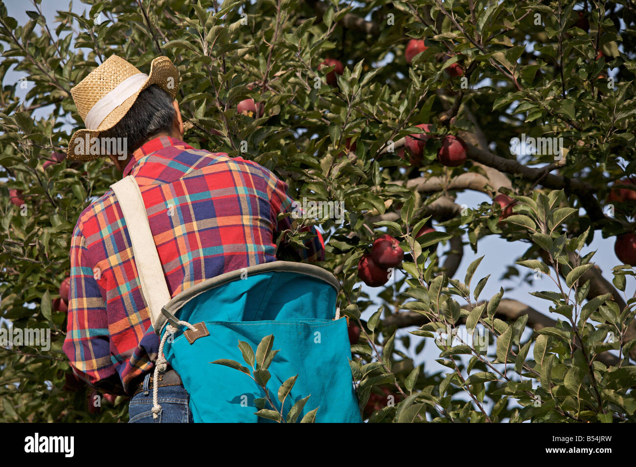Bag apples apple picking orchard hi-res stock photography and images ...